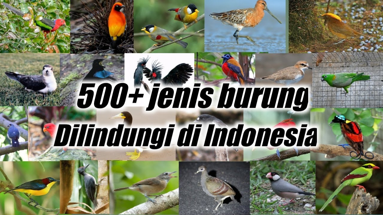 500+ jenis Burung dilindungi di Indonesia - YouTube