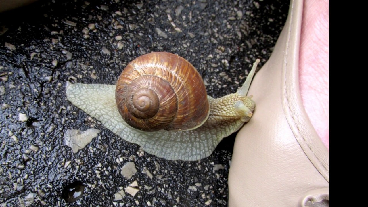 CSIGA-BIGA / 745. - YouTube