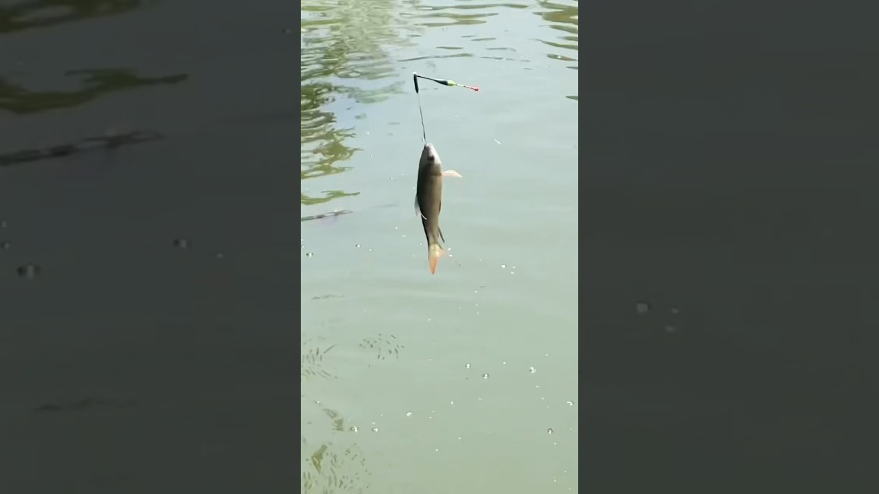 Amazing fishing. Catching fish. #catchfish , #fishing #fish - YouTube