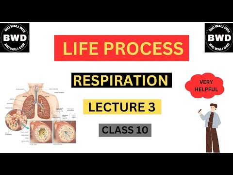 LIFE PROCESSES CLASS 10 :- RESPIRATION 🫁 - YouTube