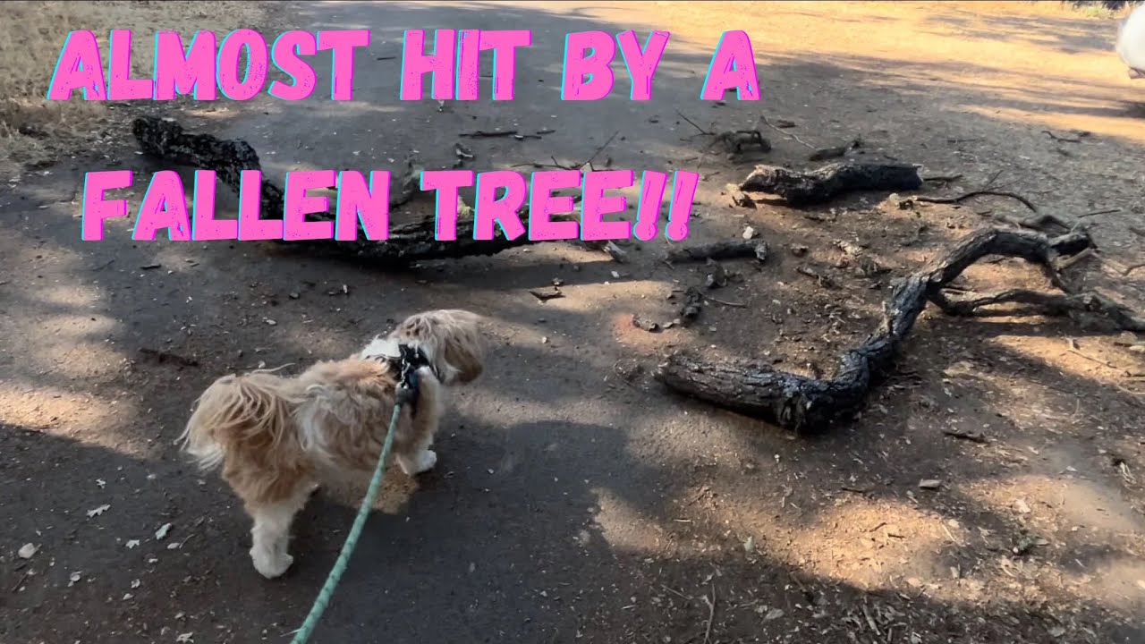 Lake Cachuma - solo minivan camping with my dog (and falling trees ...