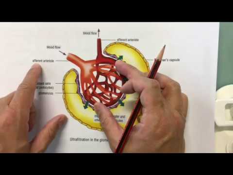 Lo Sir Teaching DSE Biology Channel ~ E1 (kidney 3) ~ Ultrafiltration ...