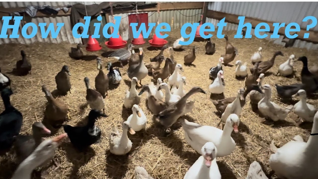 Happy Quackers - our journey so far (2019-2024) - YouTube