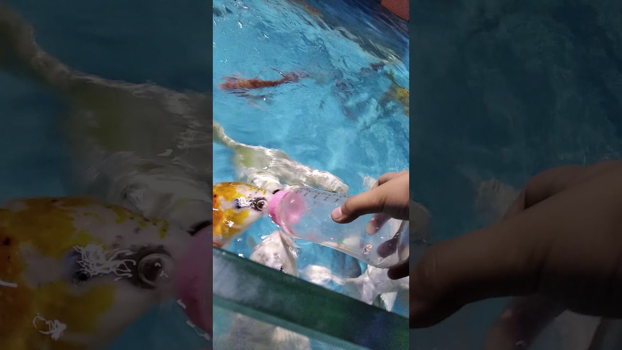 Radiant fishworld At Cox's Bazar..।। Tanjin Lizu Vlog 02 - YouTube