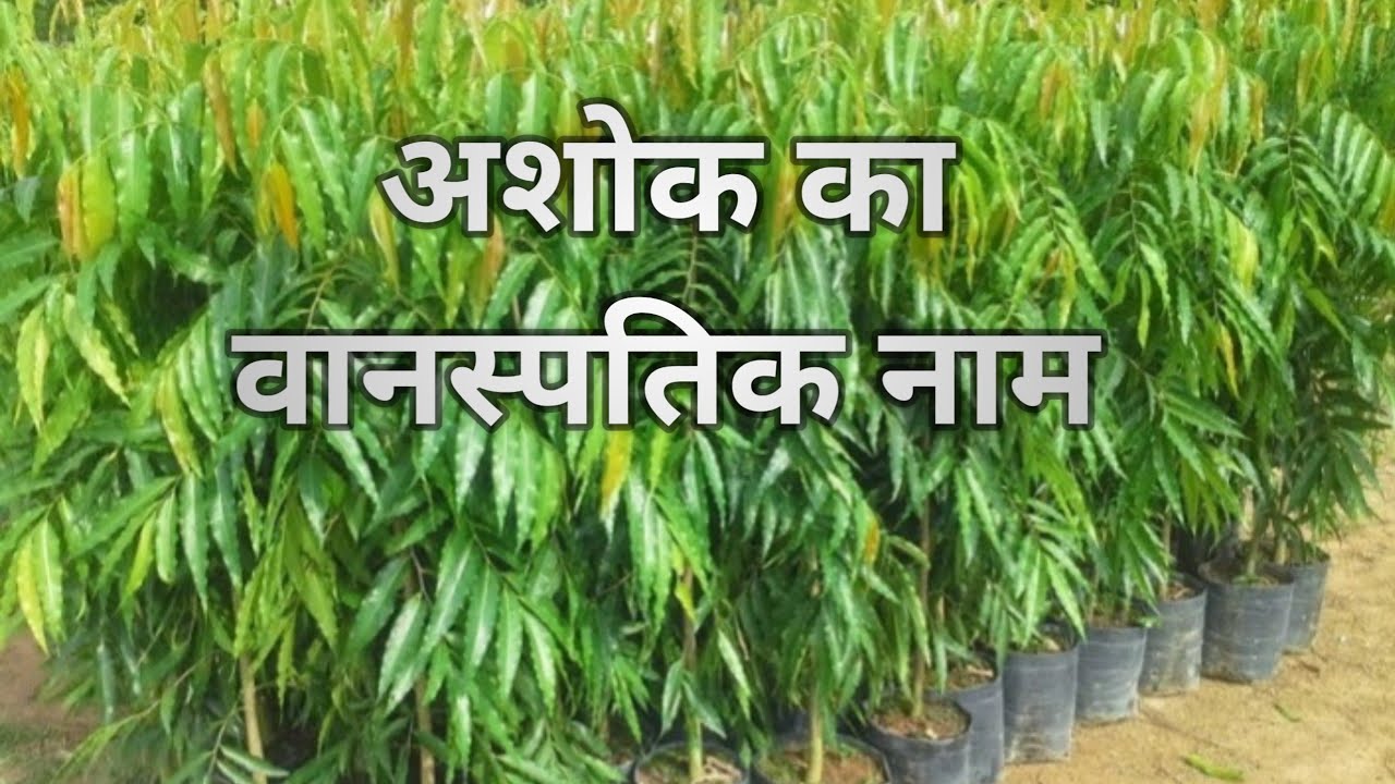 अशोक का वैज्ञानिक/वानस्पतिक नाम?Scientific/Botanical Name of Ashok tree ...