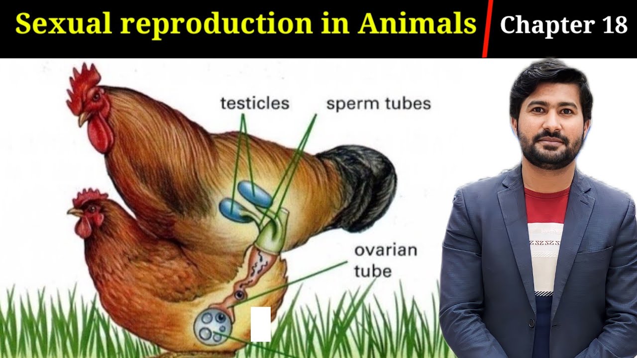 18.8 Sexual reproduction and development in animals | chapter 18 Fsc ...