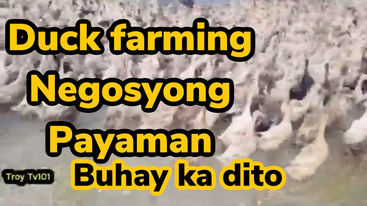 Itikan magandang negosyo || Duck farming - YouTube