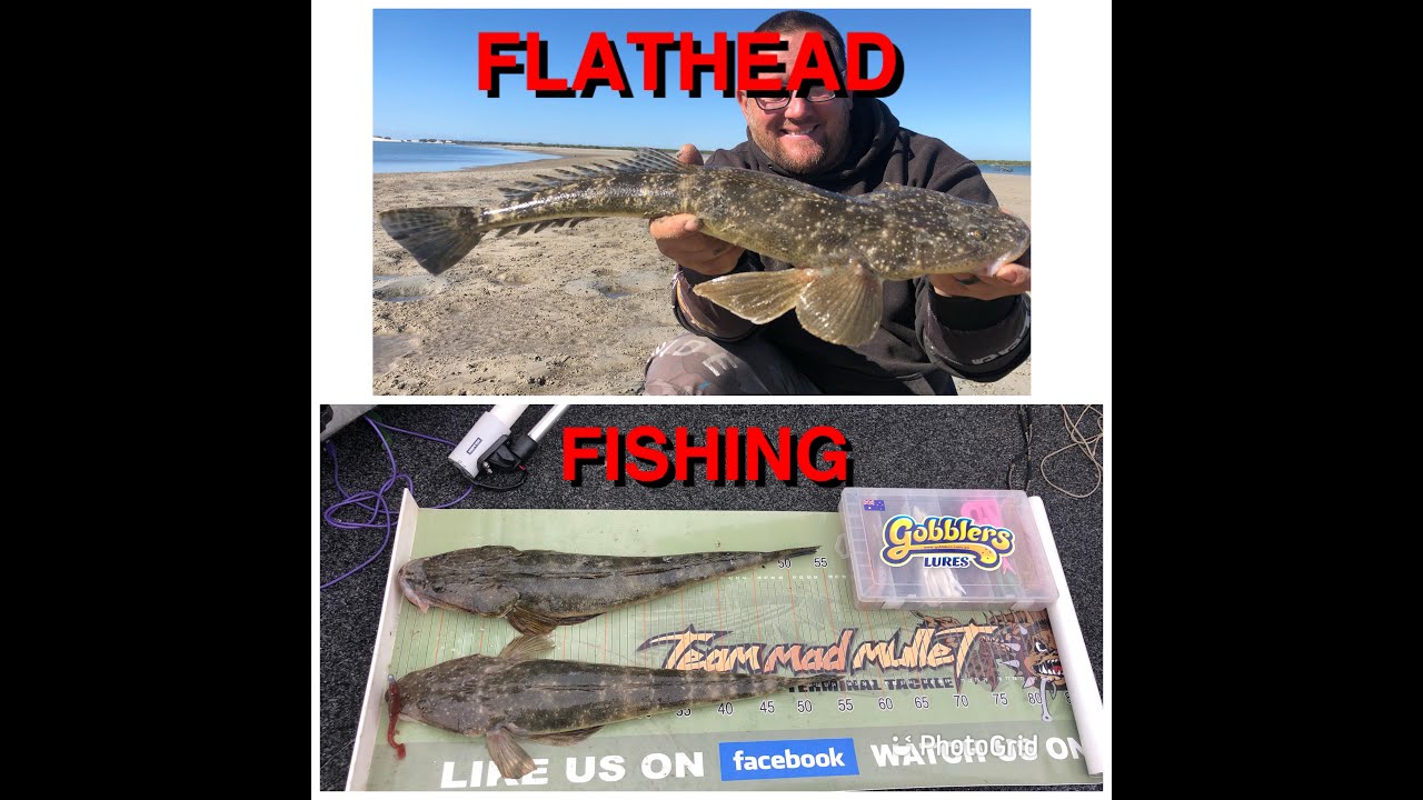 Flathead fishing. CATCH AND COOK - YouTube