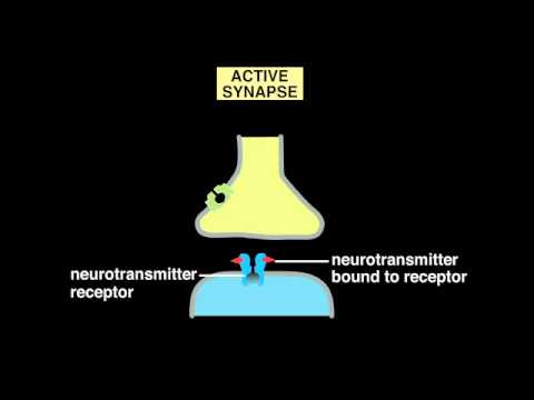 11 12 Synaptic Signaling - YouTube