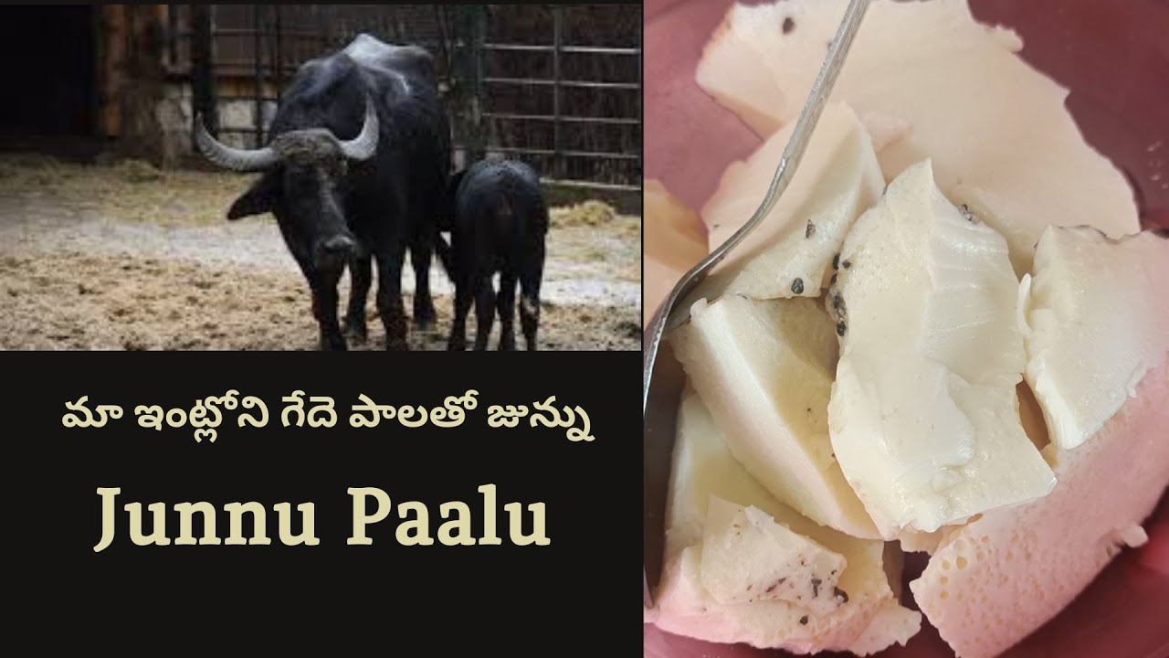 Natural Junnu Paalu Making | Buffalo Milk Pudding | Easy Colostrum ...