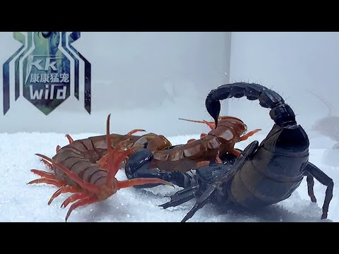 scorpion vs red dragon centipede,giant centipede challenges giant scorpion 雨林蝎vs红龙蜈蚣