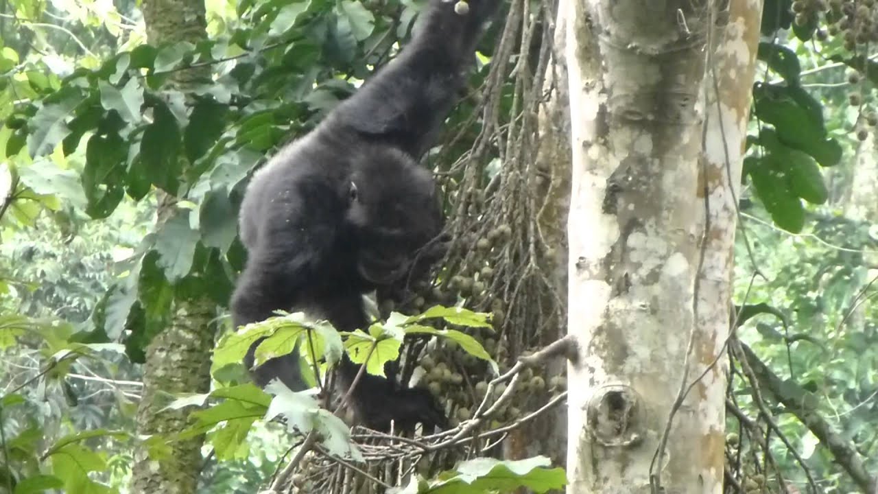 Chimp in tree - YouTube