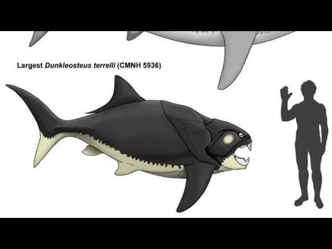 Dunkleosteus' new size study in a nutshell - YouTube