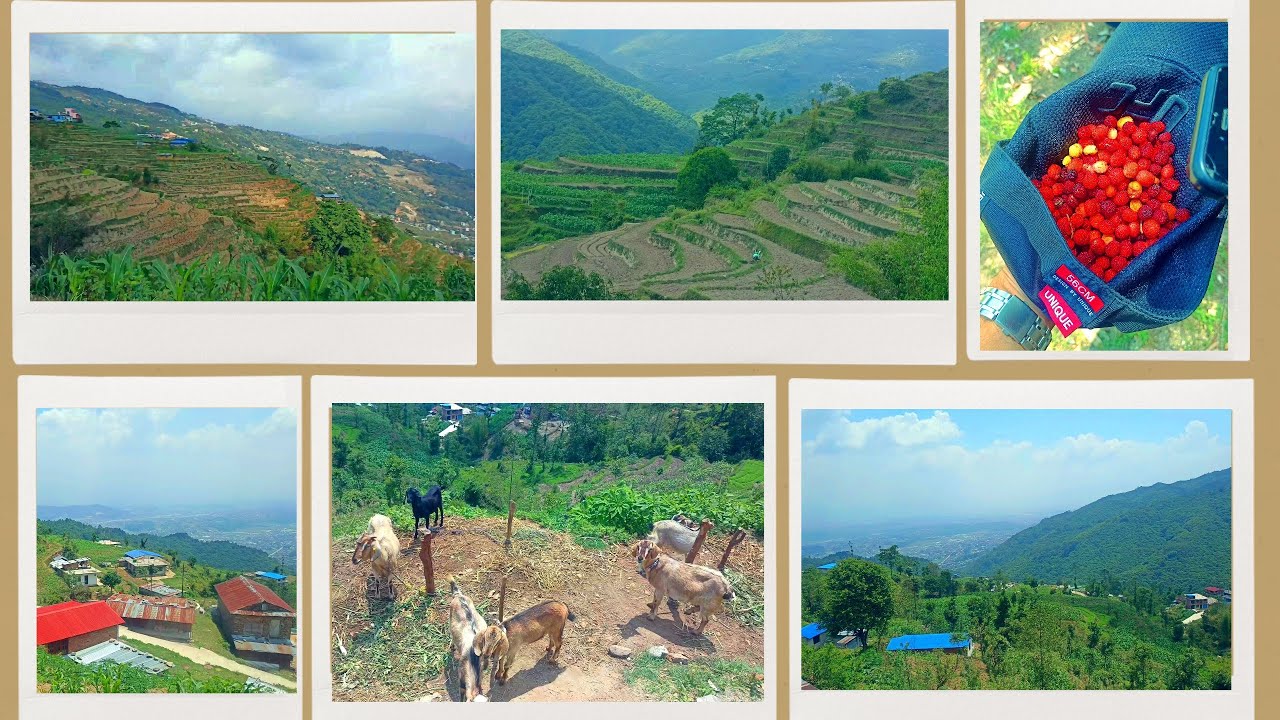 Beautiful views of Mulkharka, Sundarijal, Kathmandu. - YouTube