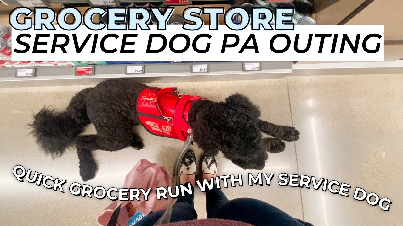 SERVICE DOG PUBLIC ACCESS OUTING | my service dog goes to the grocery ...