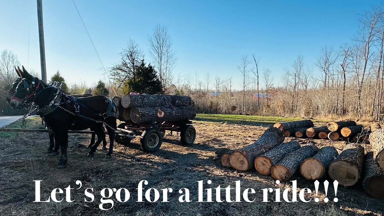 Mule logging: long skids and rough roads! #092 - YouTube