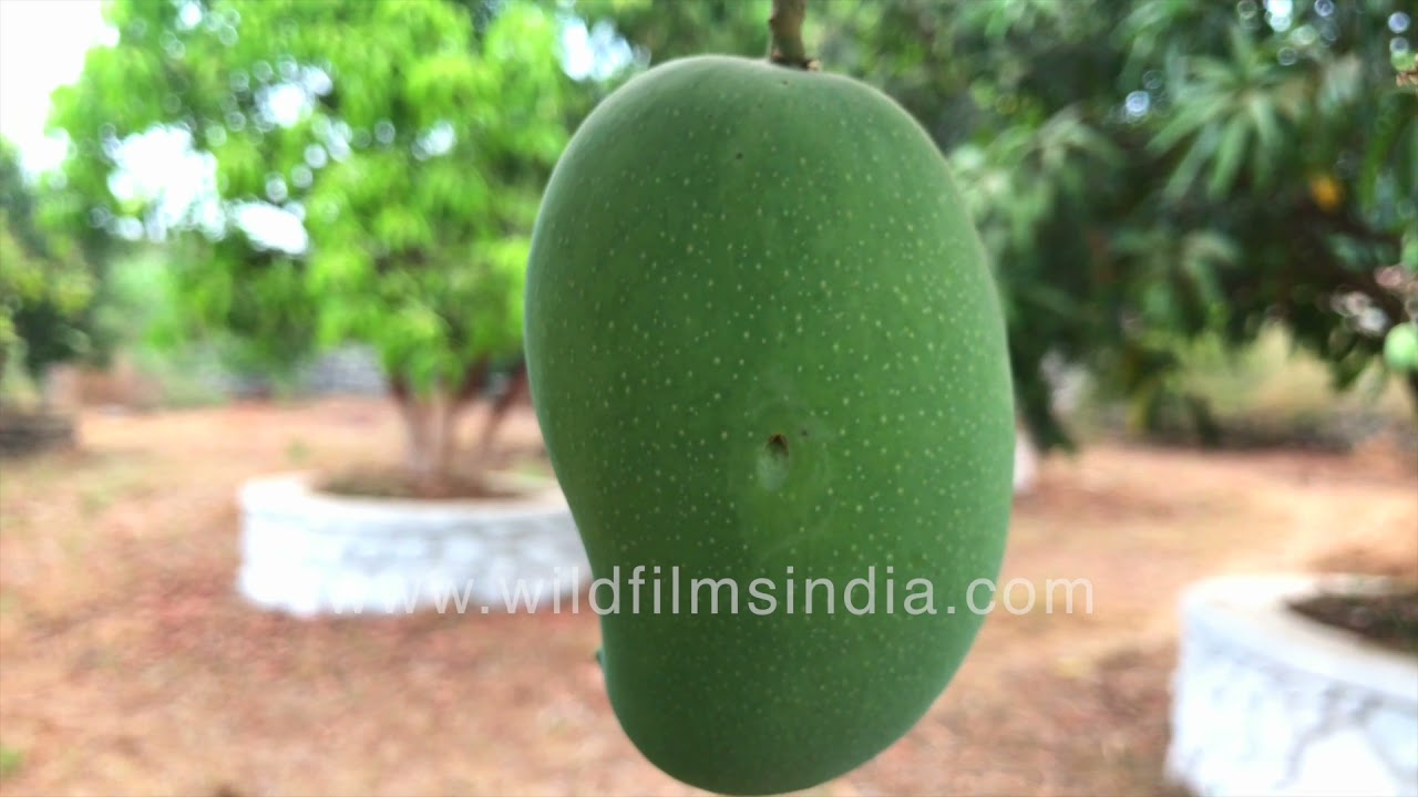 Mango orchard virtual tour - Massive Kaccha aam or raw mangoes at ...