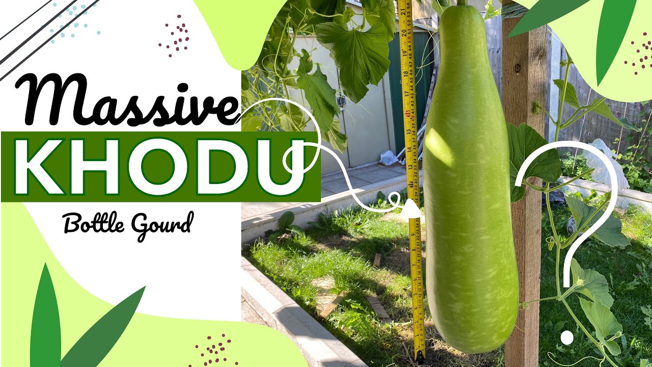 Bangladeshi Vegetable Garden, Huge Khodu Harvest, Shokher Bagan 2020 ...