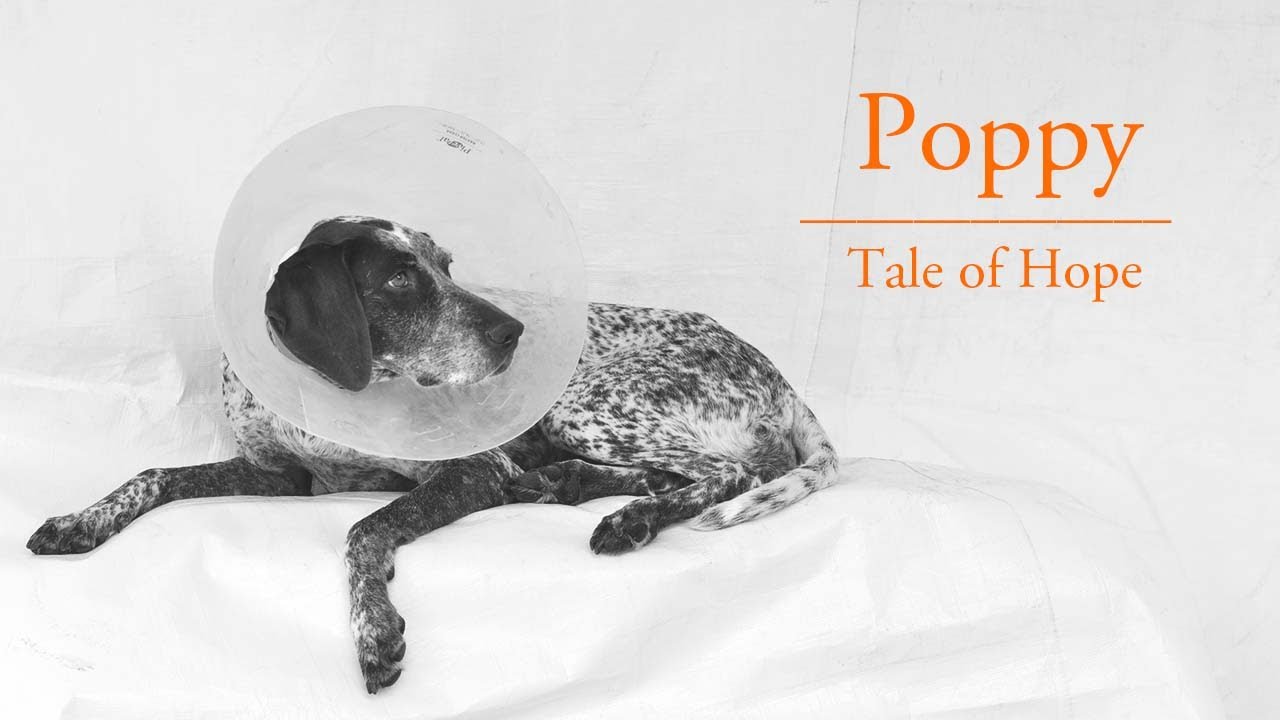 #RescueSpotlight🐾: Poppy's Heartwarming Tale of Hope 🌟 - YouTube