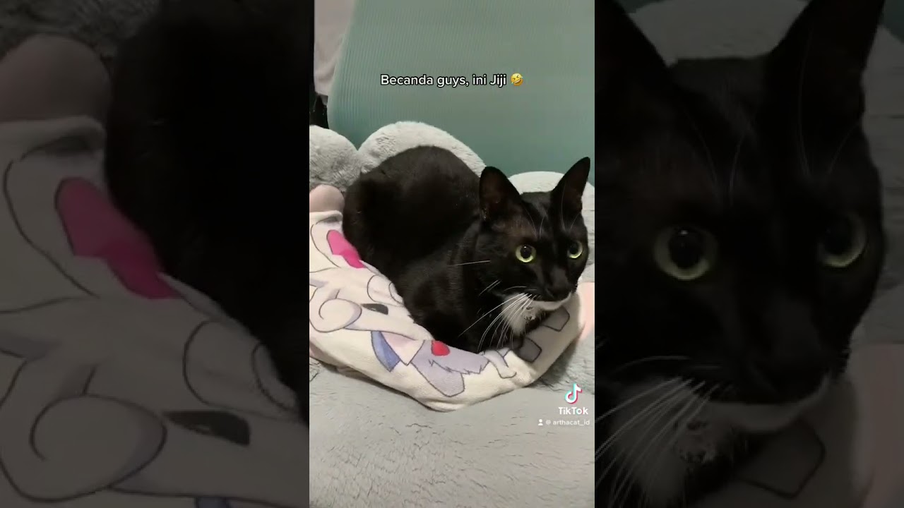 Maxwell's dupe 😆 #cats #kucing #shorts #arthacat | Arthacat Indonesia ...