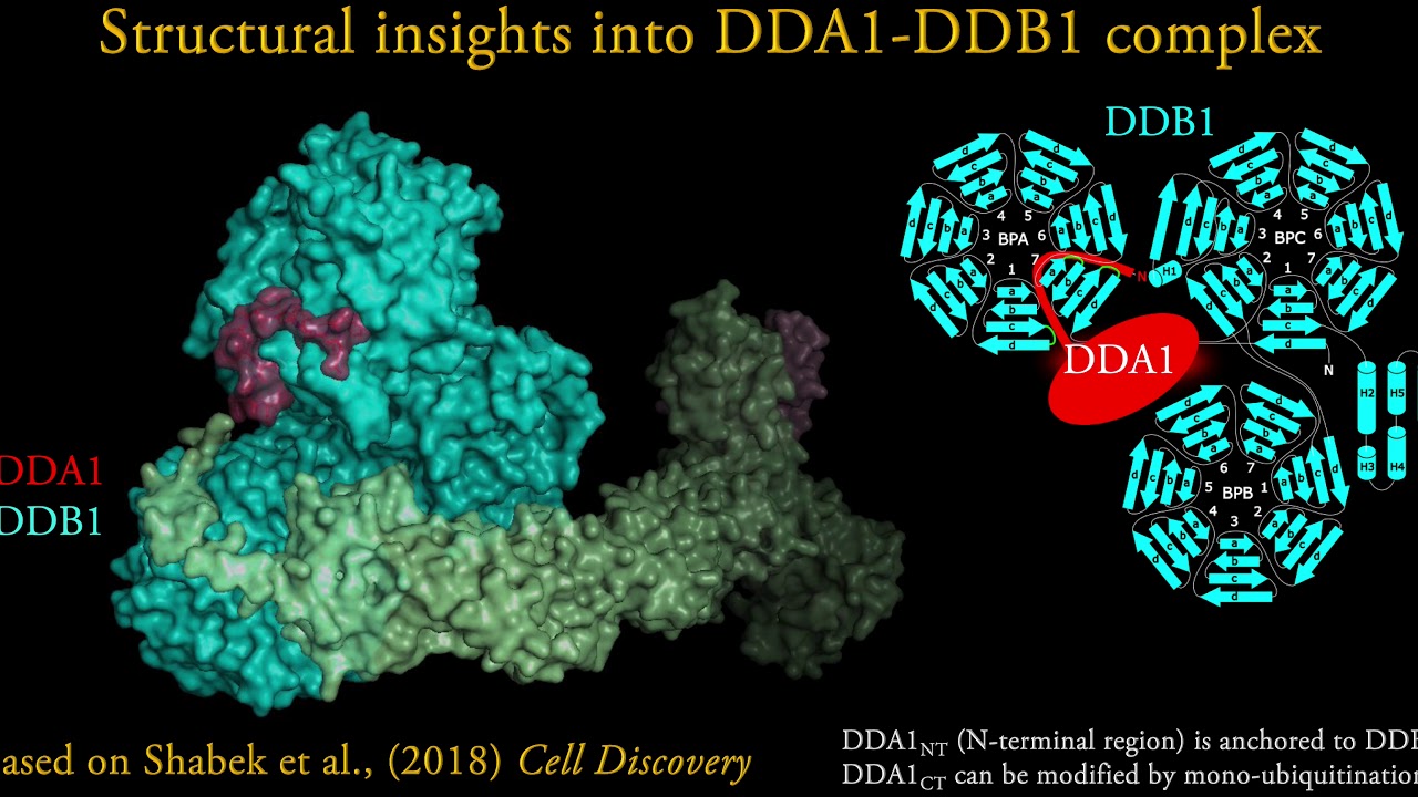 Structural insights into DDA1 function as a core component of the CRL4 ...