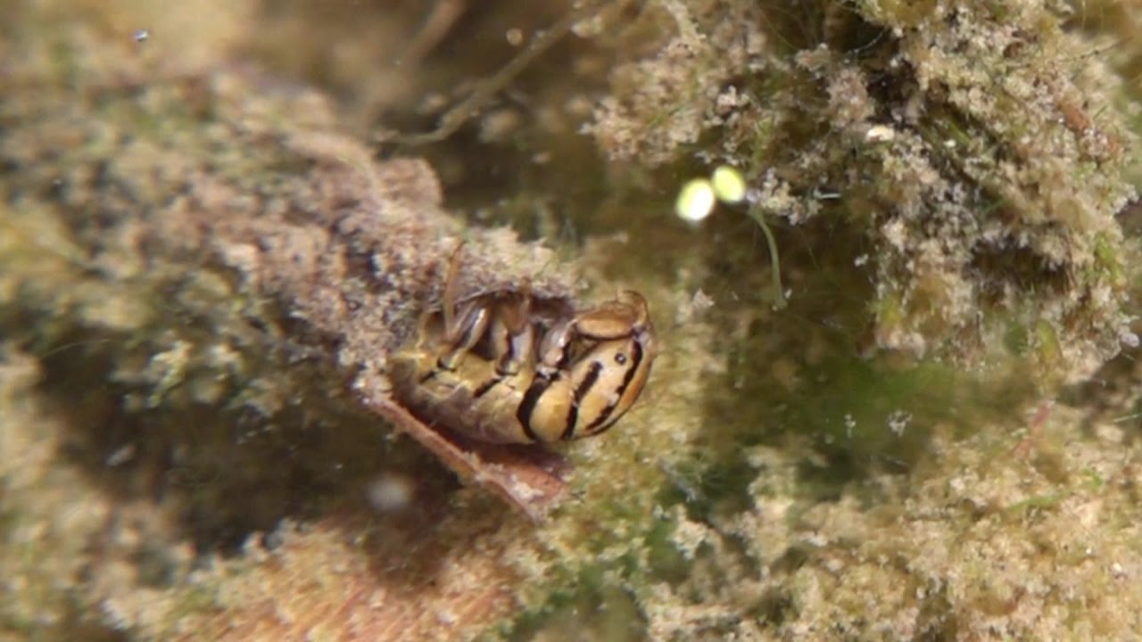 Giant Casemaker Caddisfly Larvae - 3 cases - feeding, moving, and ...