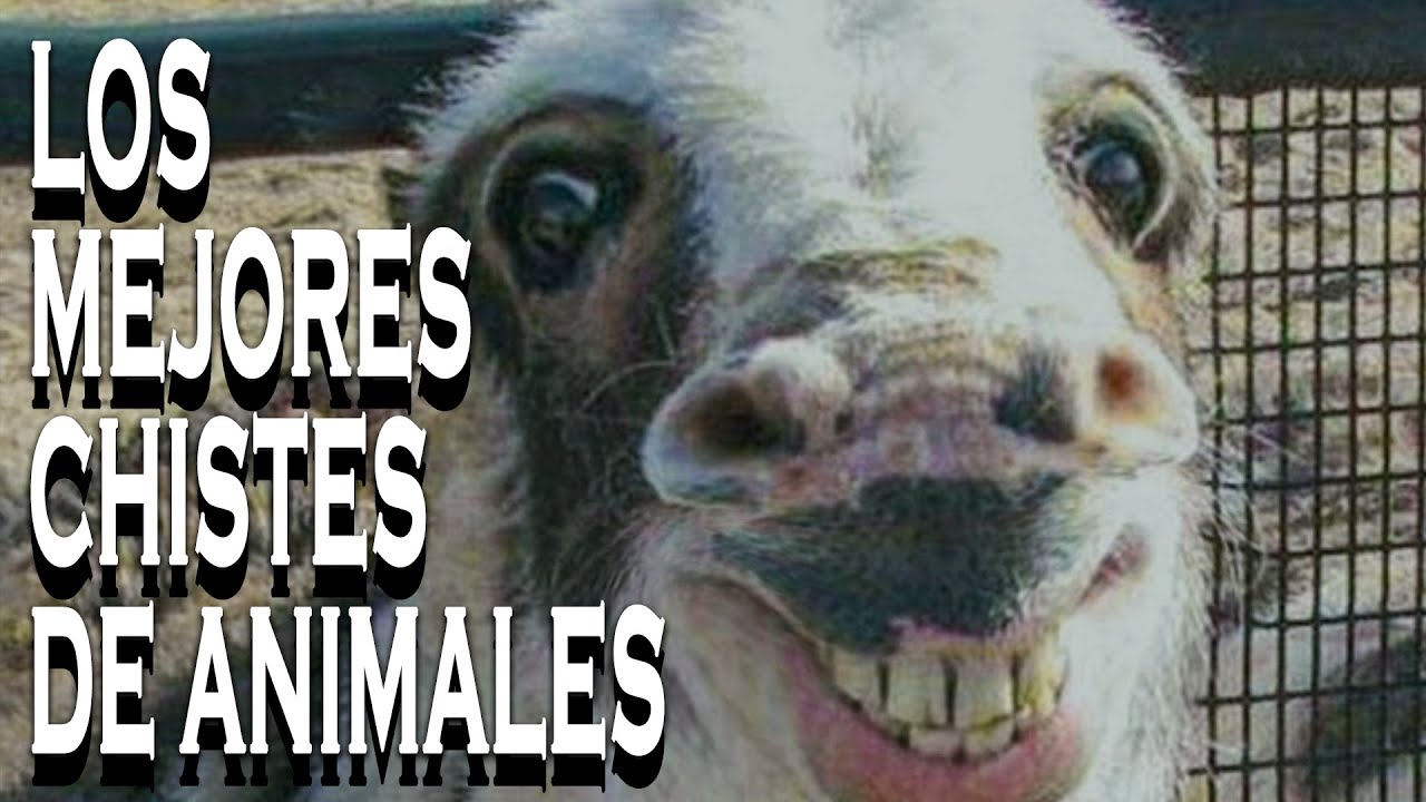 Chistes De Perros Y Gatos Humor Por Daniel Sánchez – El Diario Del