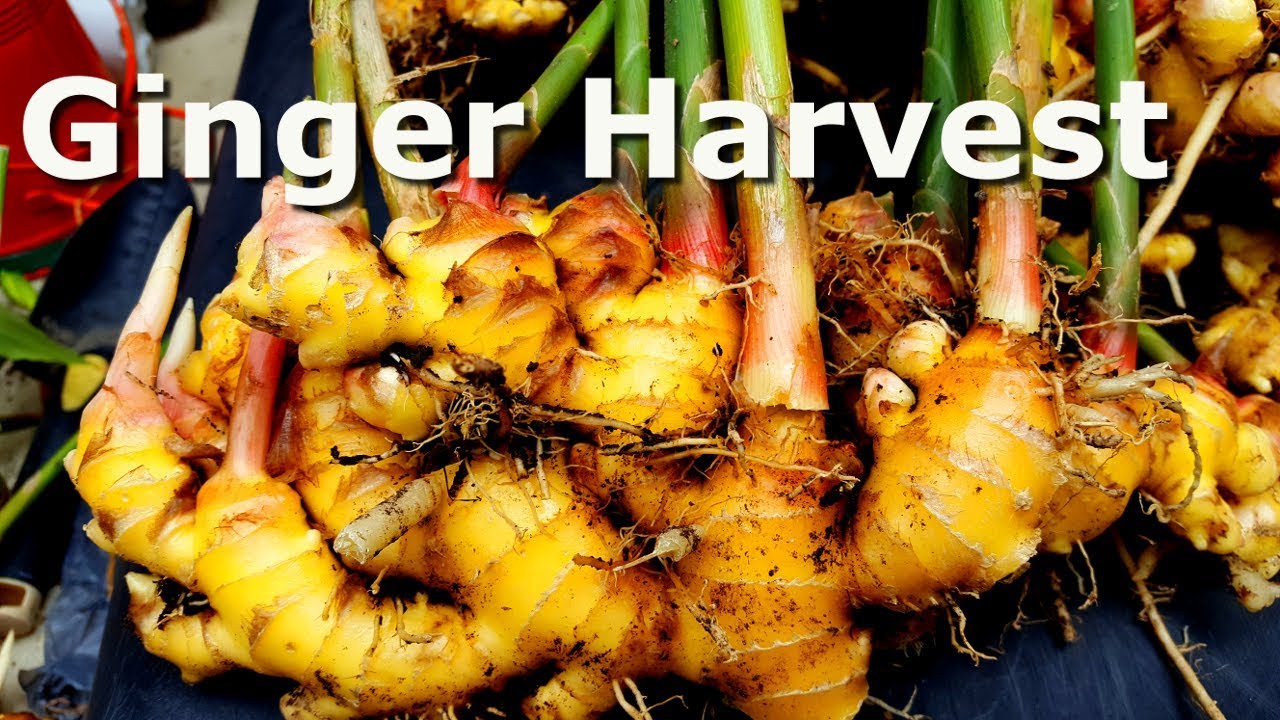 Ginger Harvest, Deep South Texas - YouTube