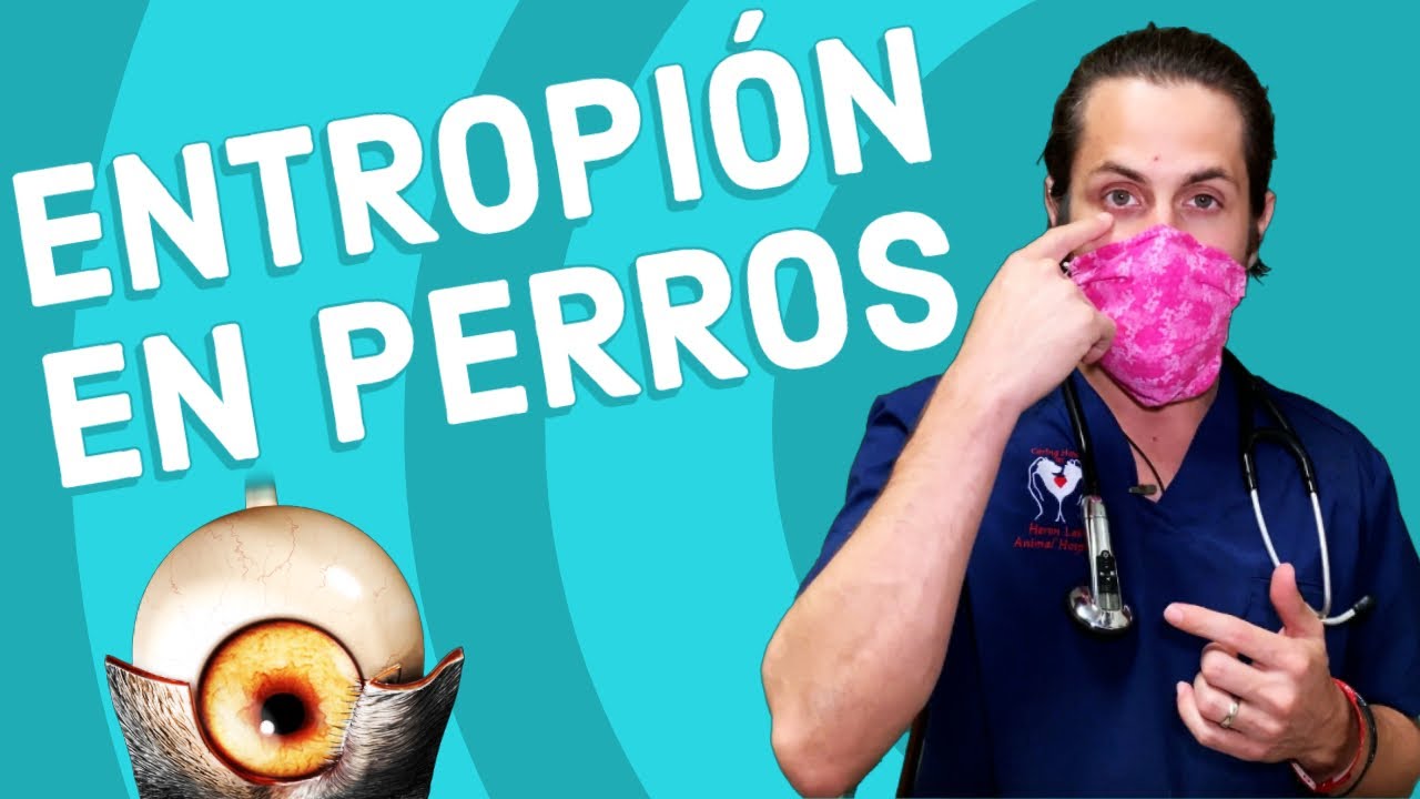 Entropión en Perros - YouTube