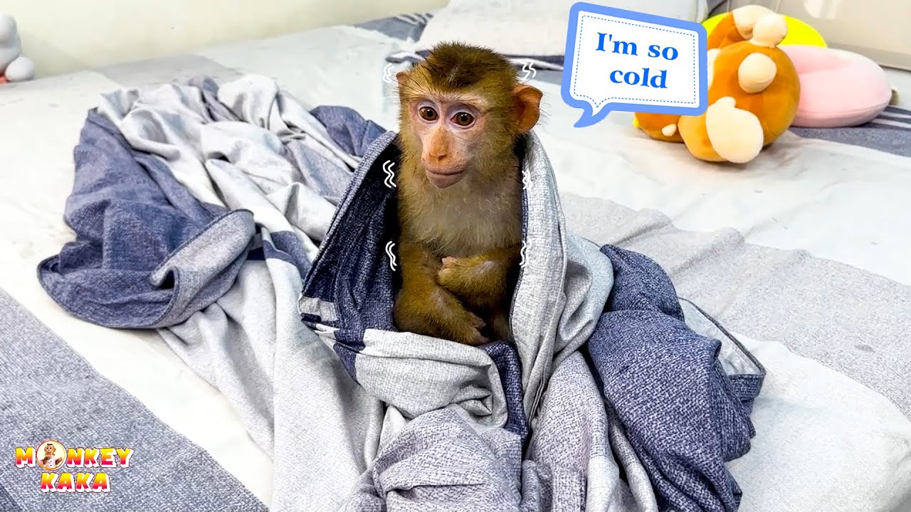 Monkey Kaka caught a cold because he bathed without her mom - YouTube