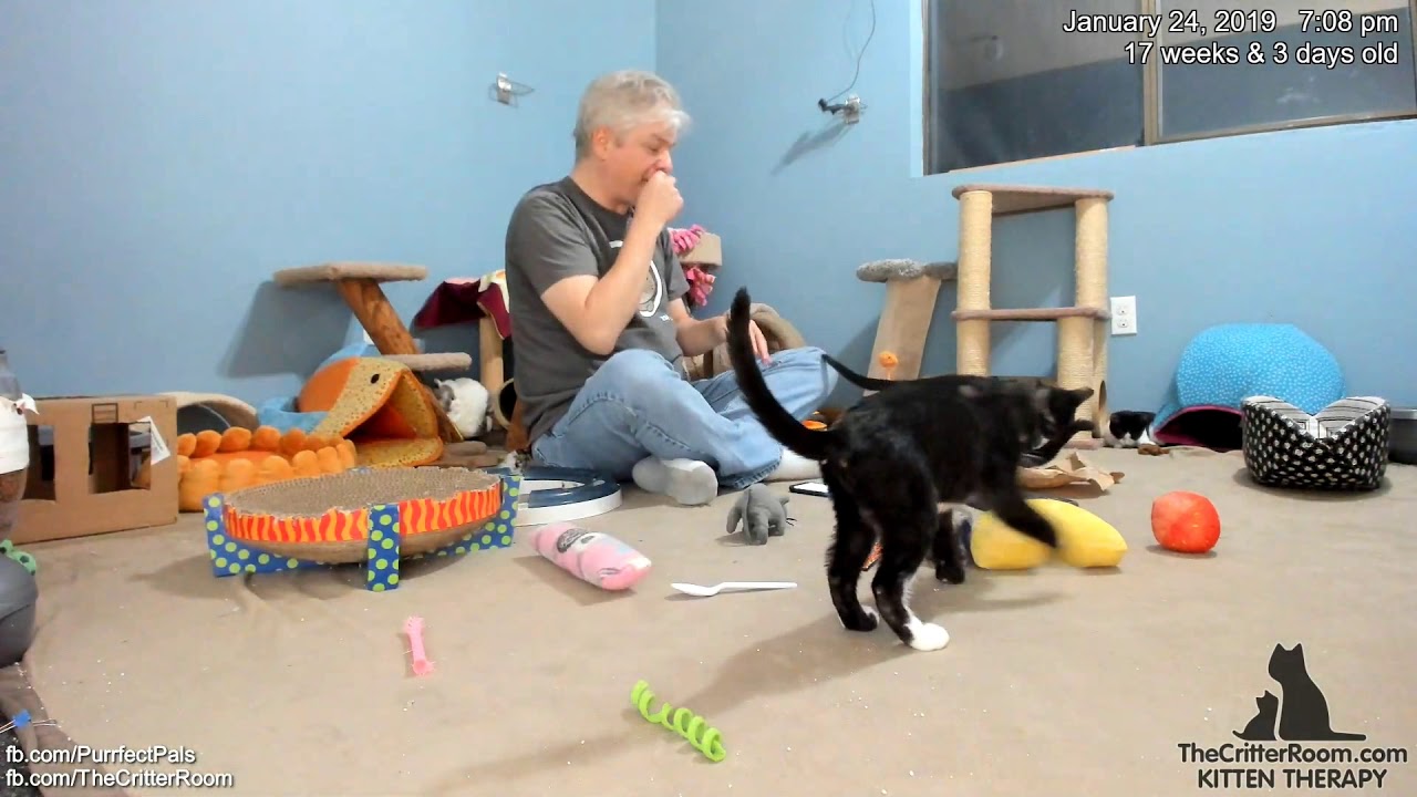 Sweetie Pie - Early Evening 2019-01-24 - YouTube