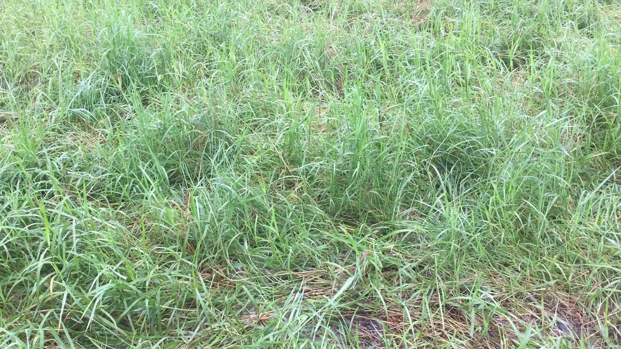 Pangola St M Ck 9098 - YouTube