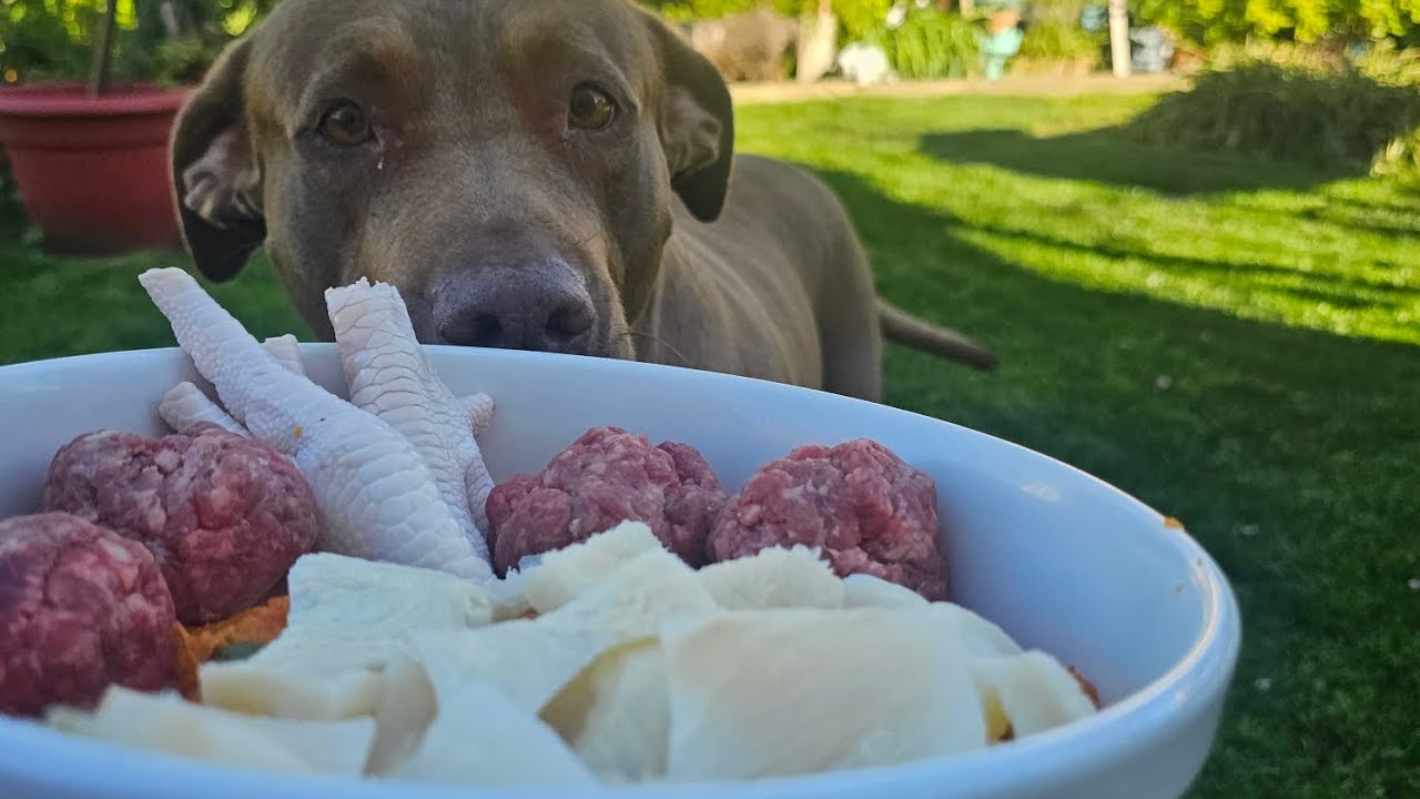 Dog Eats Raw Ground Beef & Tripe W/ Chicken Feet Over Smashed Yams W ...