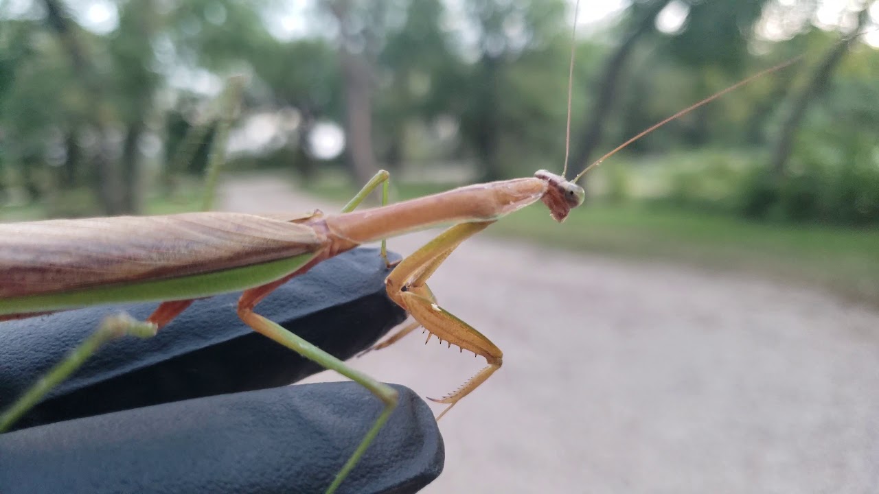 Praying mantis up close - YouTube