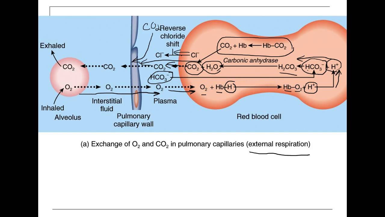 A P II pt 4 Carbon Dioxide Transport - YouTube