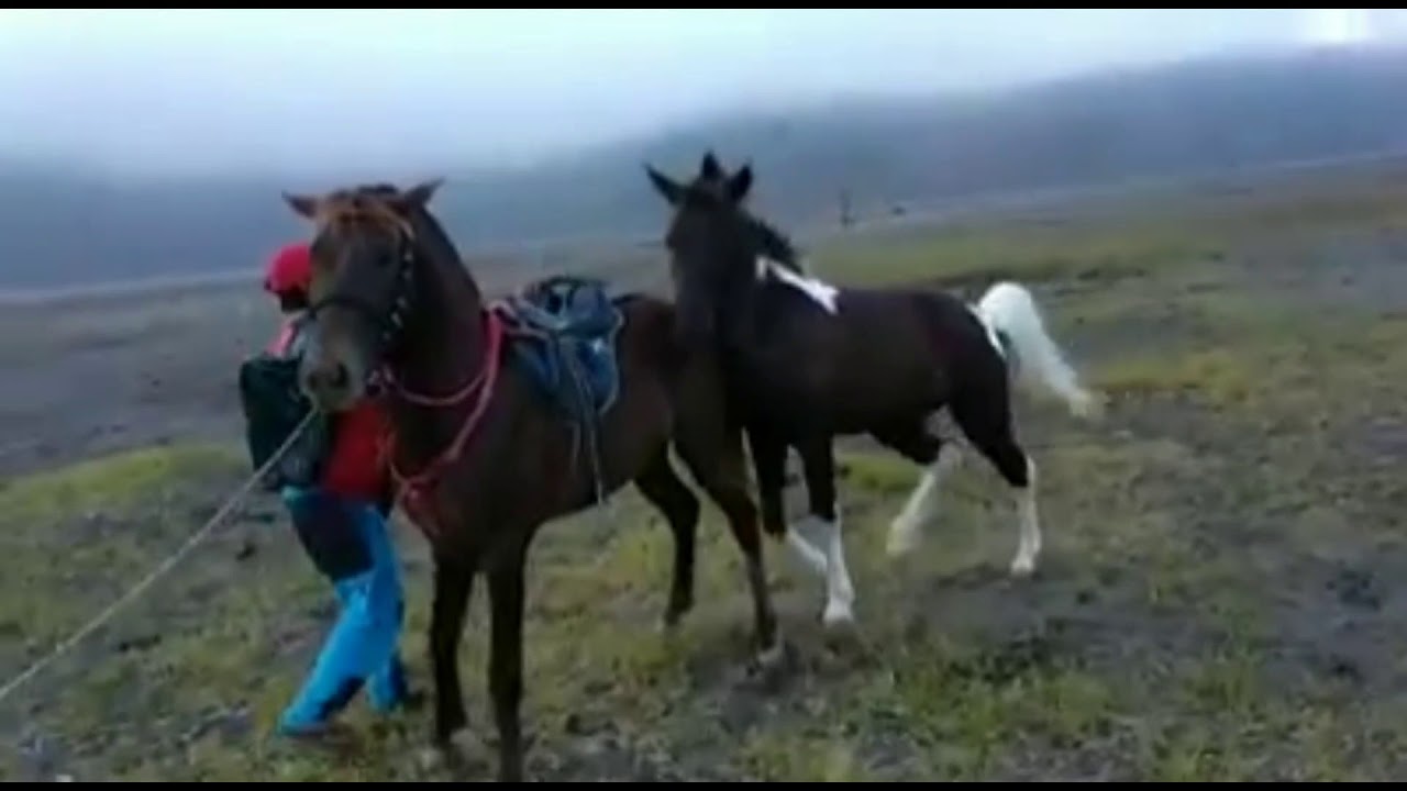 GUNUNG BROMO' Kuda Wisata Yang Galak Terlepas - YouTube