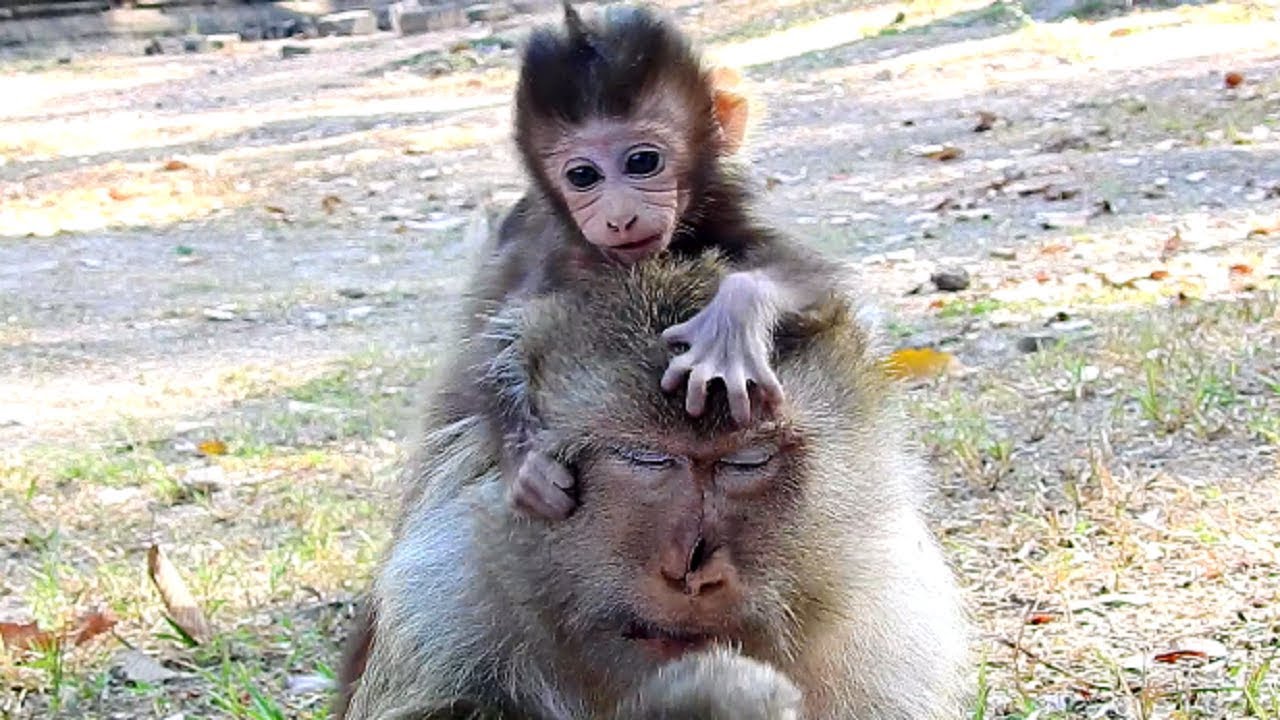What's Beautiful Baby Baron Monkey Like this! Baron Strange From Other ...