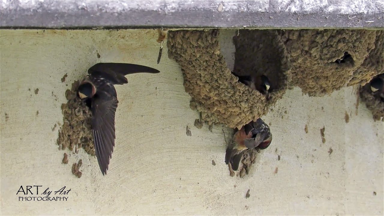 CLIFF SWALLOWS: The Amazing 'Mud Bird' House Builder! - YouTube