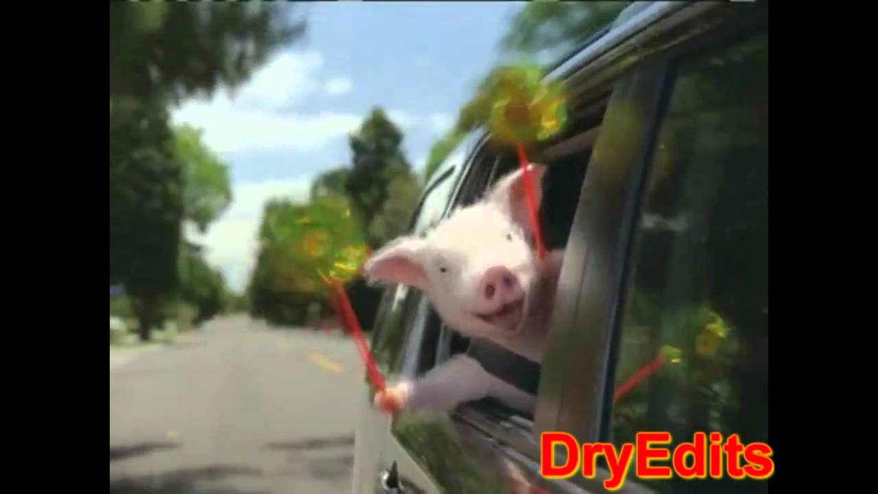 GEICO Commercial - Piggy ]edited[ - YouTube