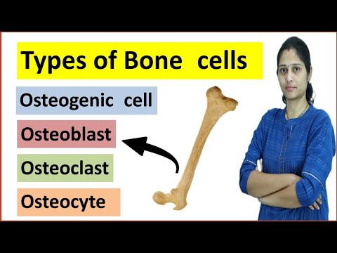 Types of Bone Cells | Osteoblast, Osteocyte, Osteoclast | Bone stem ...