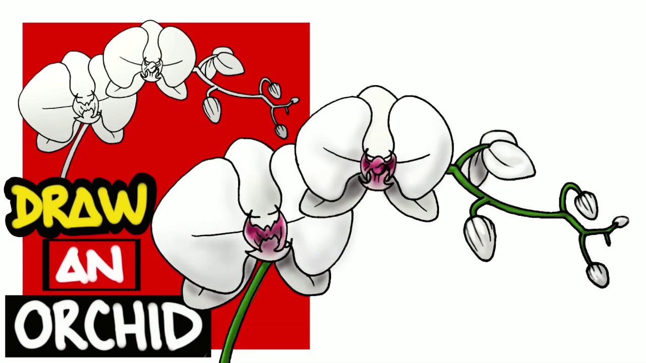 How to Draw an Orchid! - YouTube