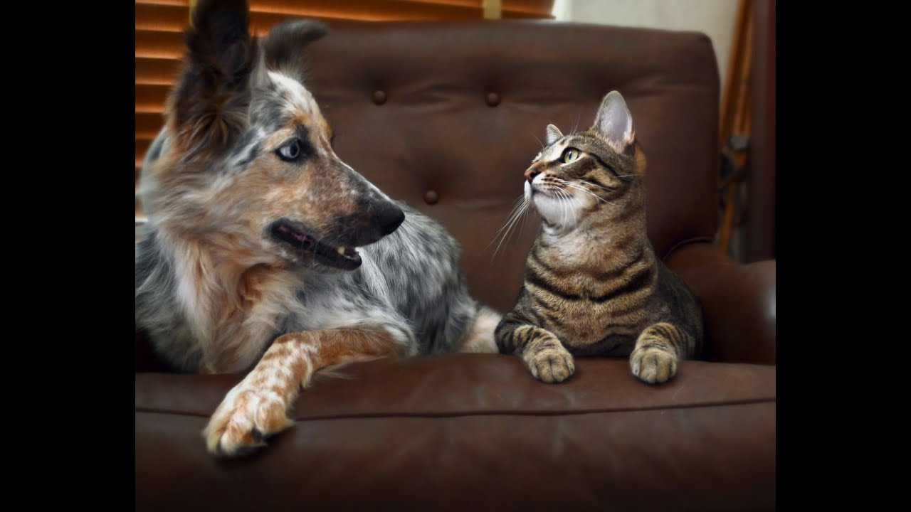 FUNNY PETS Compilation #6 - YouTube