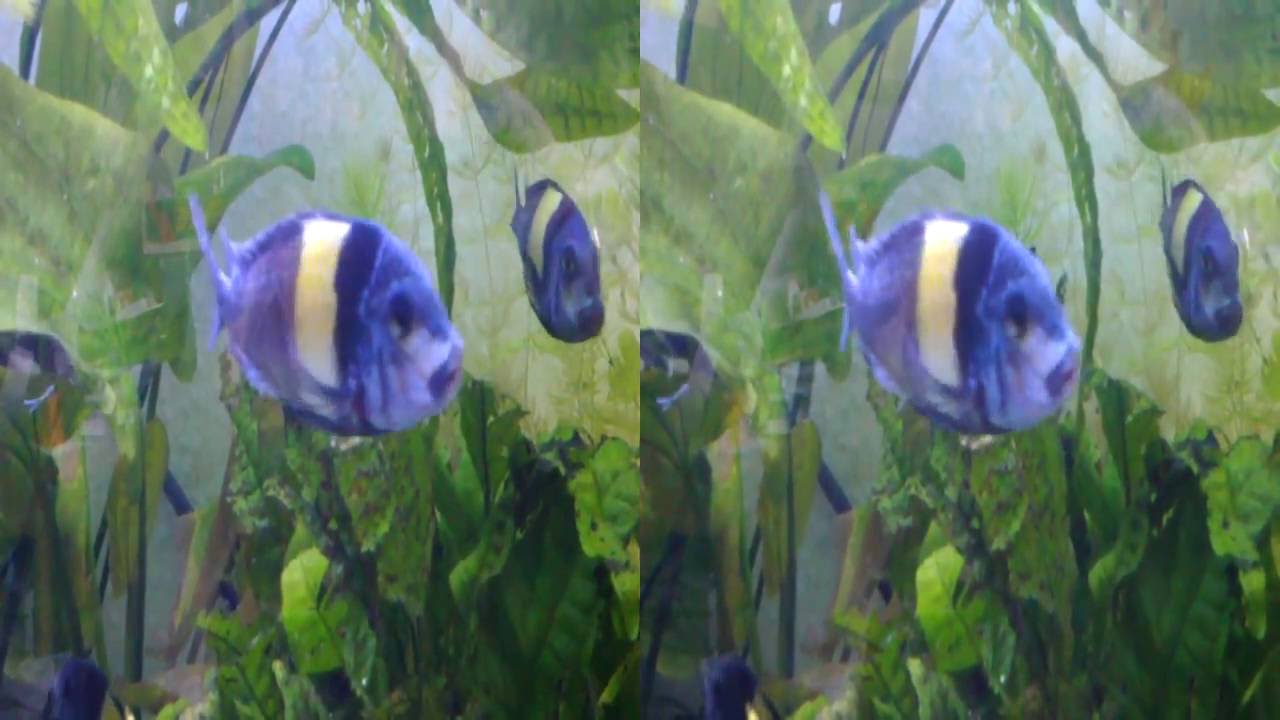 Tropheus duboisi im bepflanzten Aquarium - YouTube