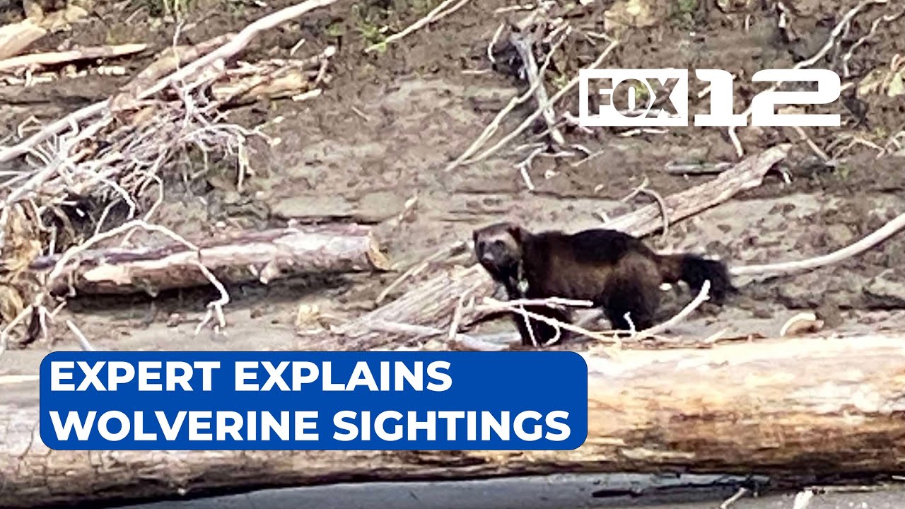 Sudden Portland wolverine sightings explained by expert - YouTube