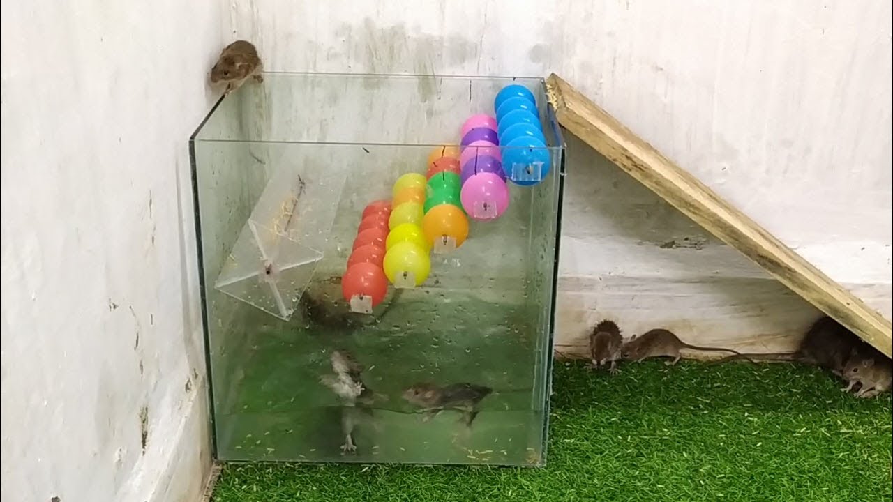 Special Mouse Trap with Scrap - Water Balls Mouse Trap - You Will Be ...