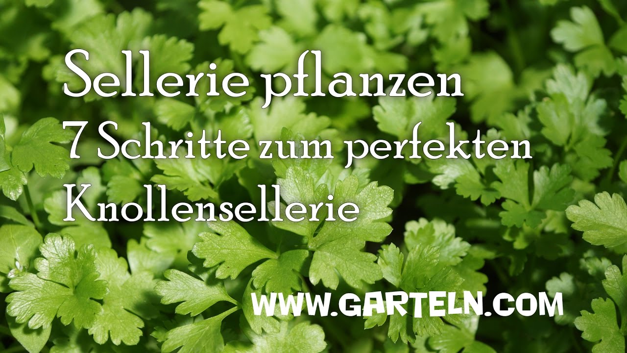 Sellerie pflanzen - 7 Schritte von der Aussaat bis zur Samengewinnung ...