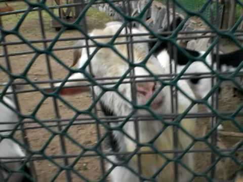 Peruvian Goat - YouTube