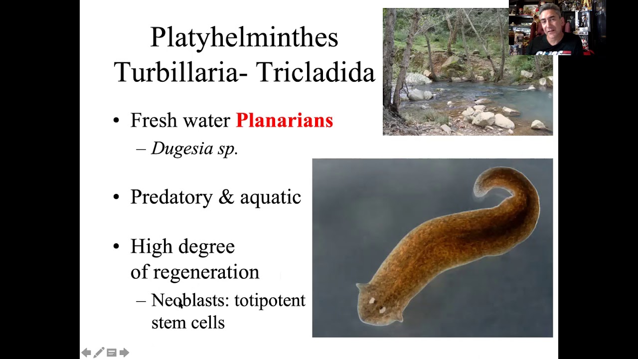 Platyhelminthes Intro & Turbellaria - YouTube