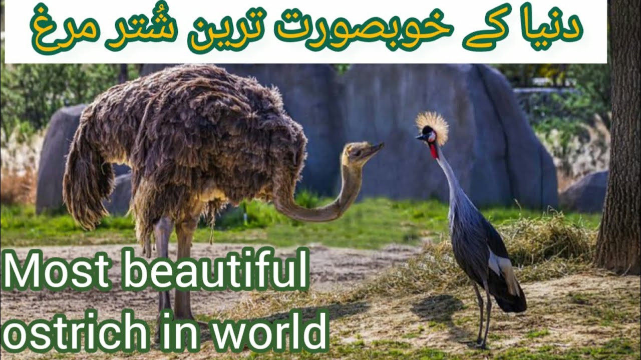 ostrich sounds / zoo ostrich/zoo birds/ beautiful ostrich /Eggs of ...
