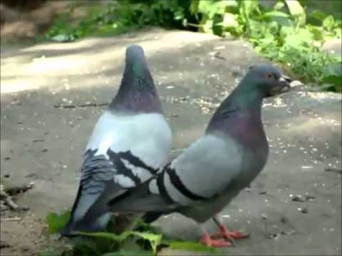 Cartoons - Diddley Dee (Pigeon version)